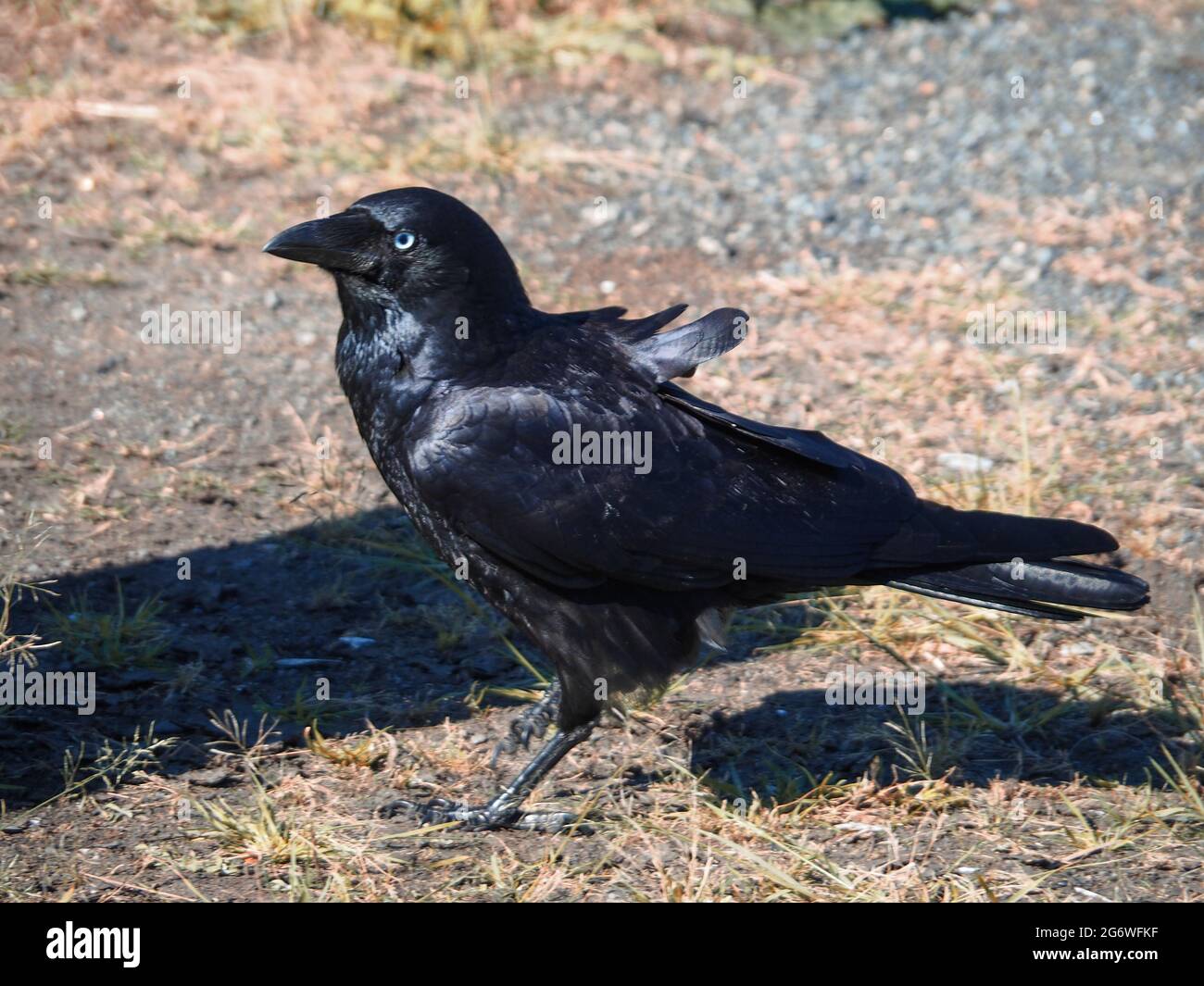 Shine raven feathers hi-res stock photography and images - Alamy