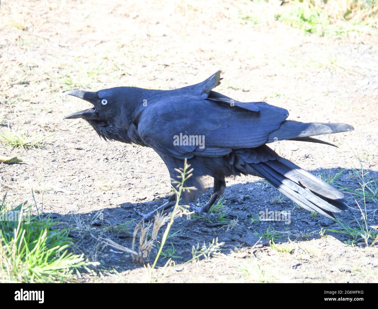 Black raven crow open beak ruffled hi-res stock photography and images - Alamy