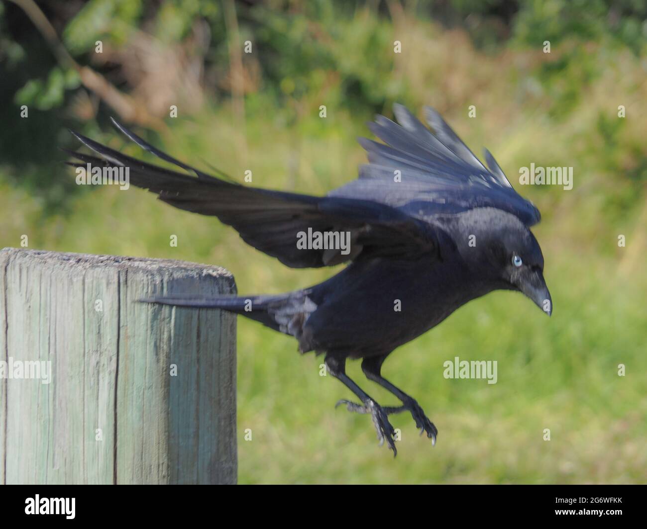 Australian Raven, Corvus coronoides, wings outstretched, black feathers ...