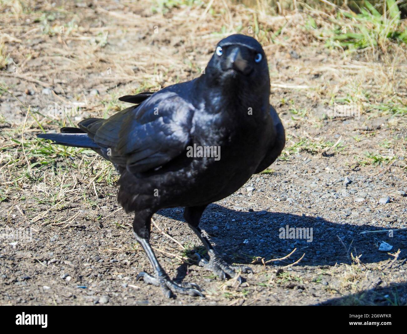Australian Raven, Corvus coronoides, black glossy feathers shining as ...