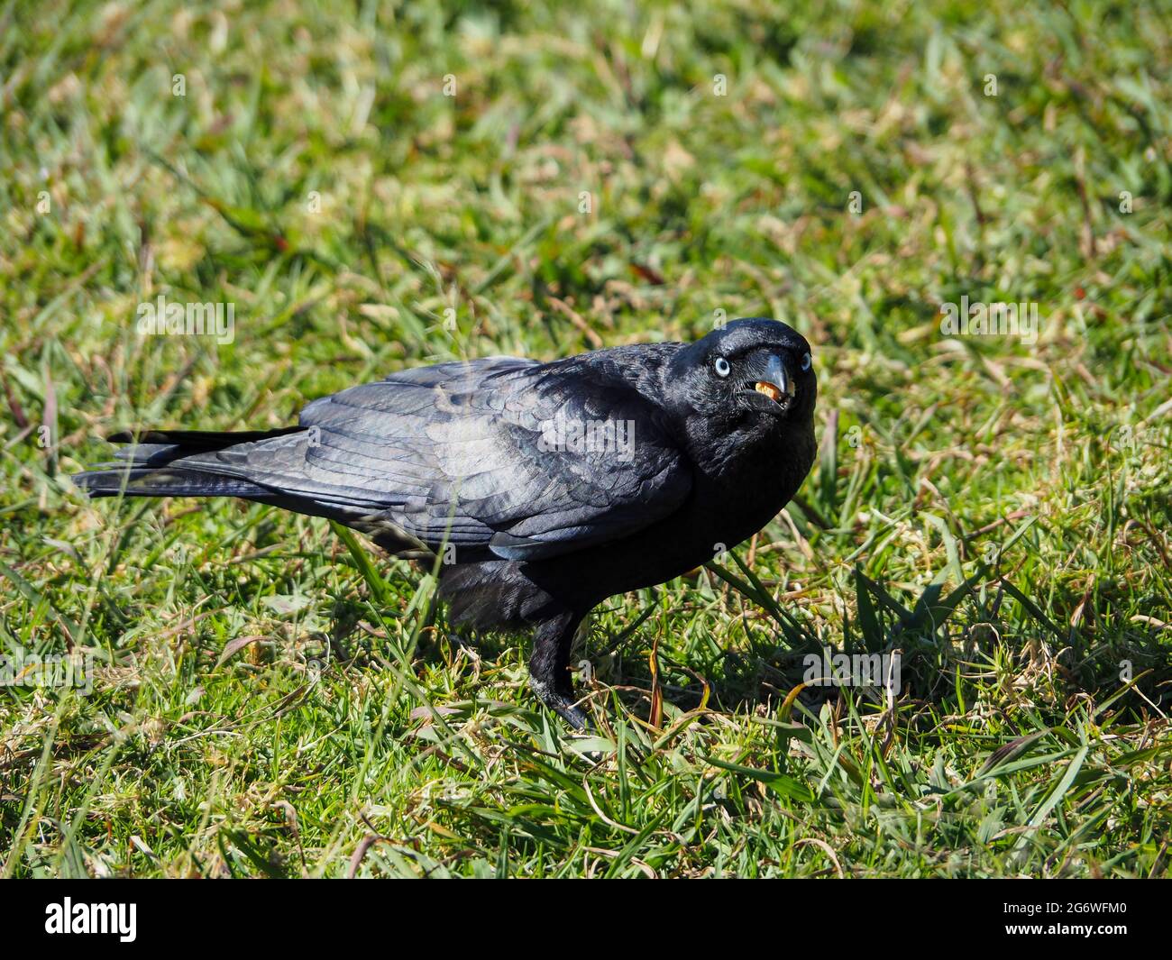 Raven in sun on sunny hi-res stock photography and images - Alamy