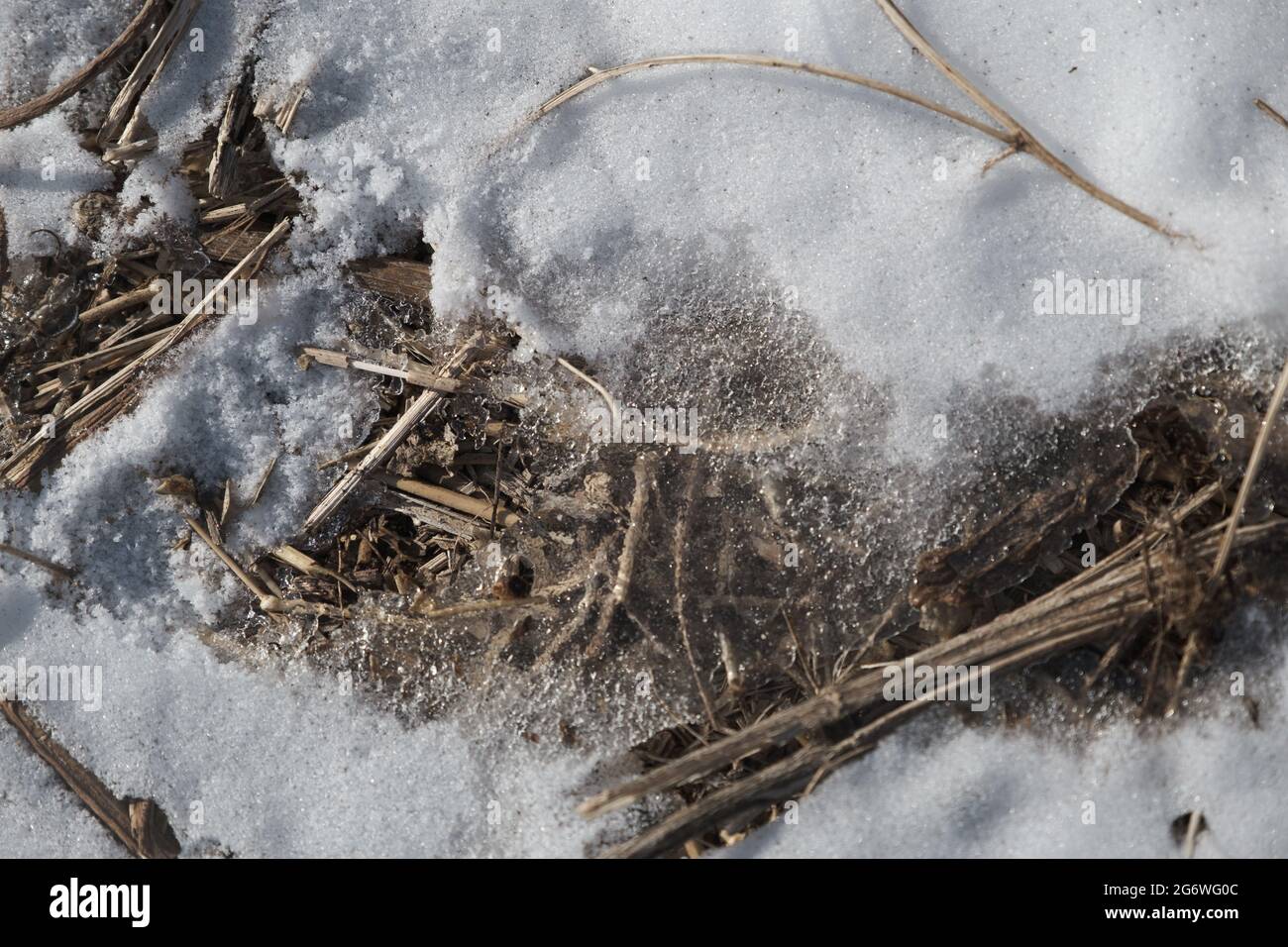 Spring thaw in the snow through which you can see withered grass Stock ...