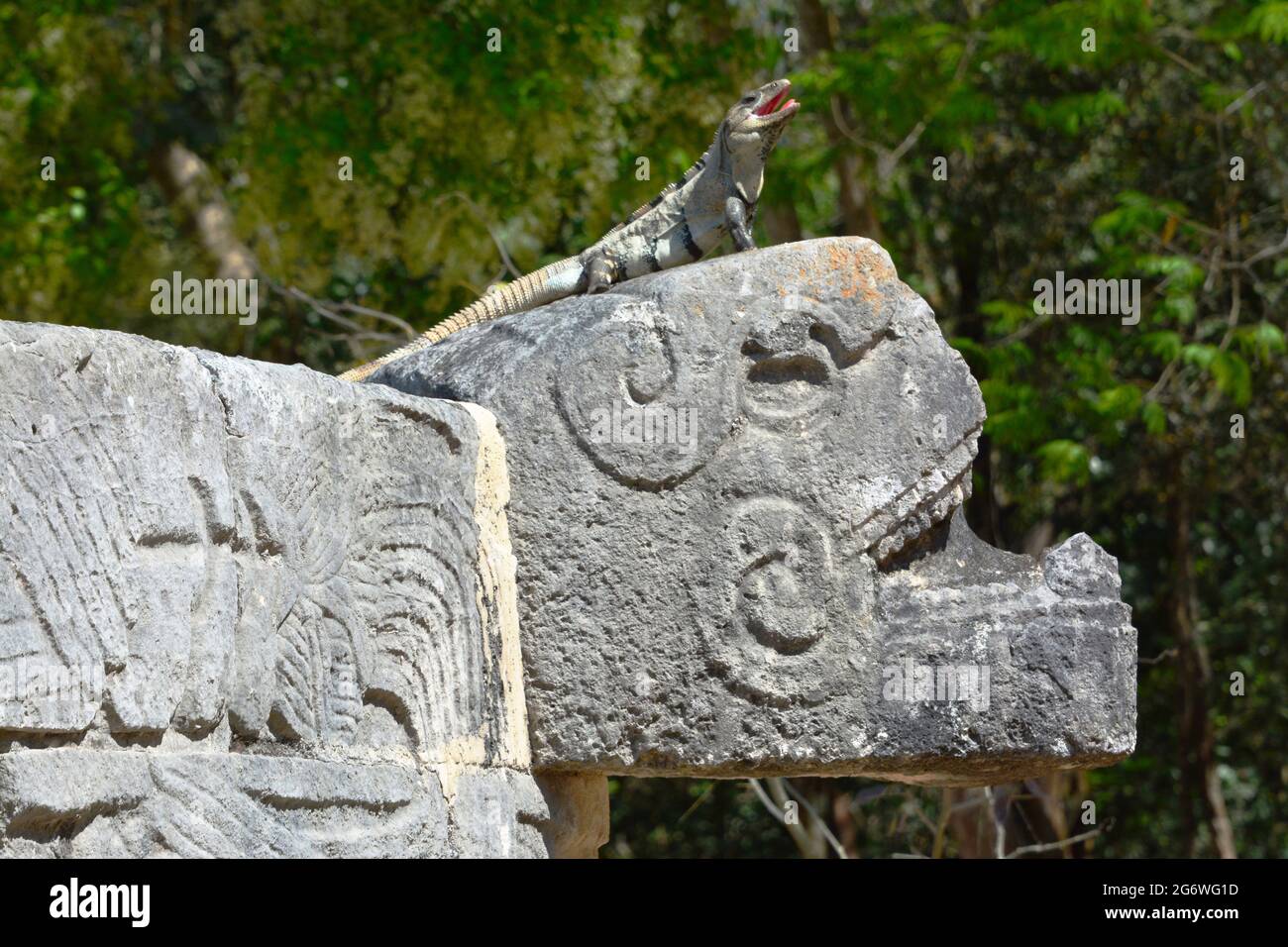 MEXICO. STATE OF YUCATAN. CHICHEN ITZA. IGUANA ON THE HEAD OF THE SNAKE ...