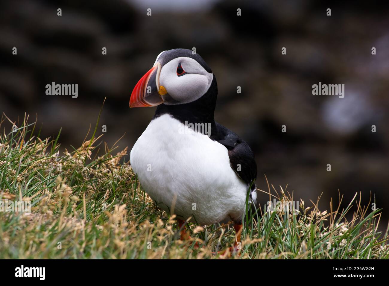 Puffin a clown bird Stock Photo - Alamy