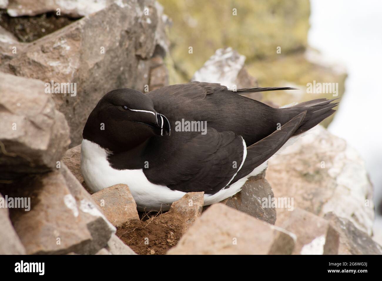 Close up of an Alca torda Stock Photo - Alamy