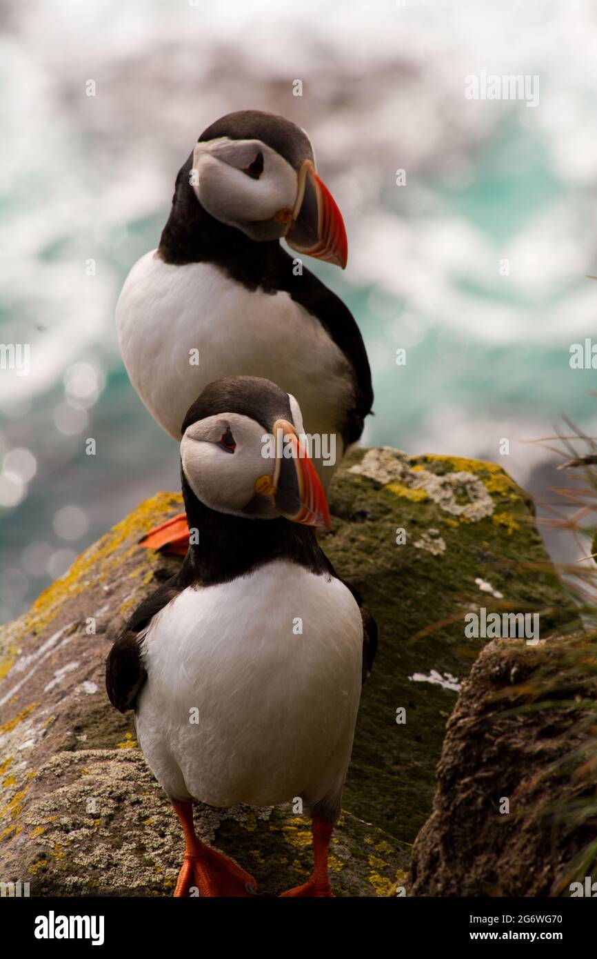 Puffin facing ocean hi-res stock photography and images - Alamy