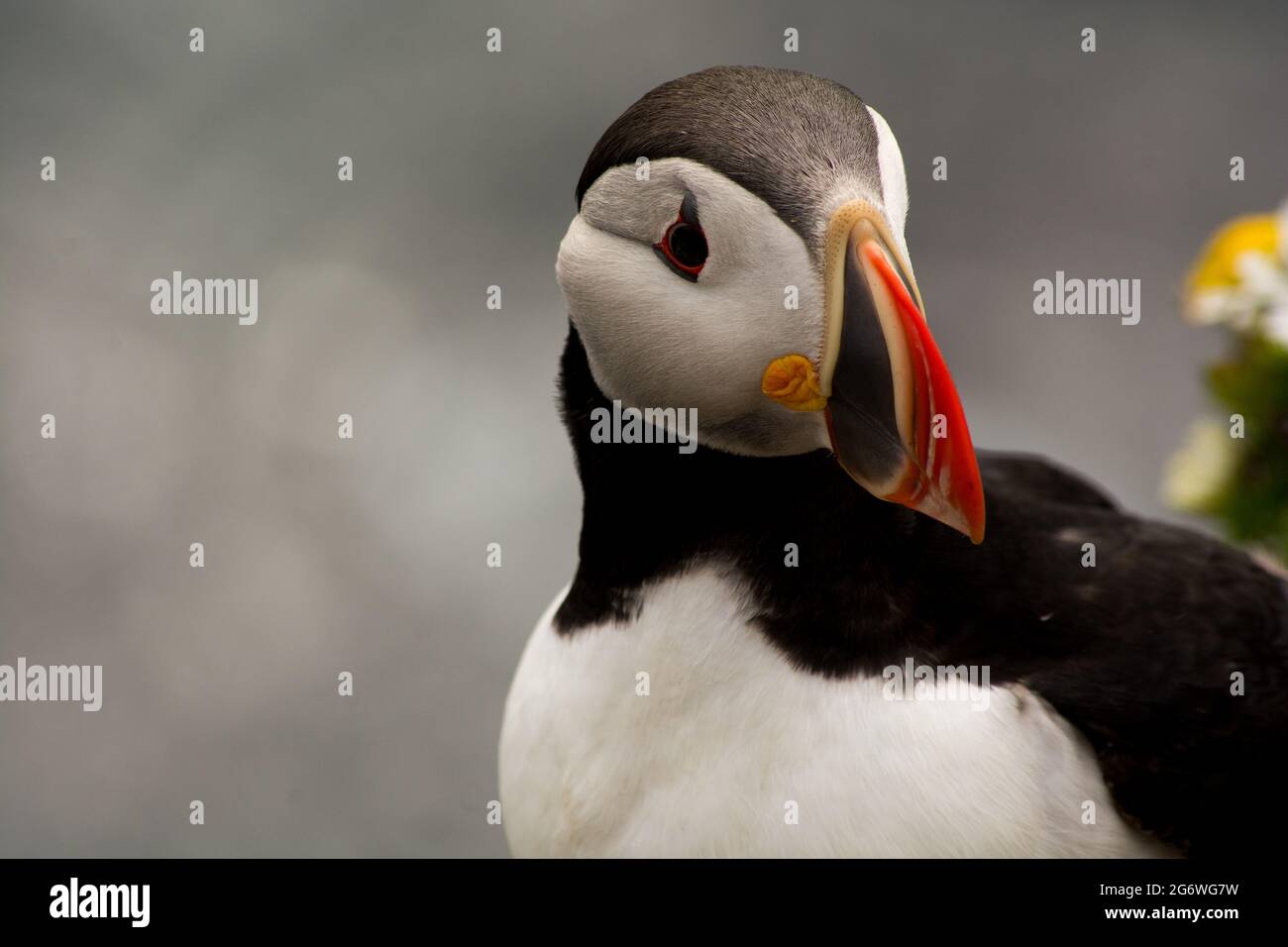 Colored beak of a puffin Stock Photo - Alamy