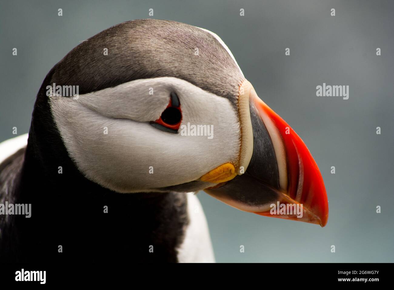Head of a puffin Stock Photo - Alamy