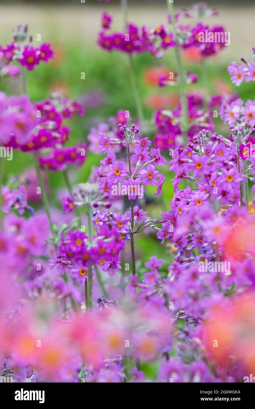 Primula Beesiana. Candelabra Primrose. Candelabra Primula flowers Stock ...