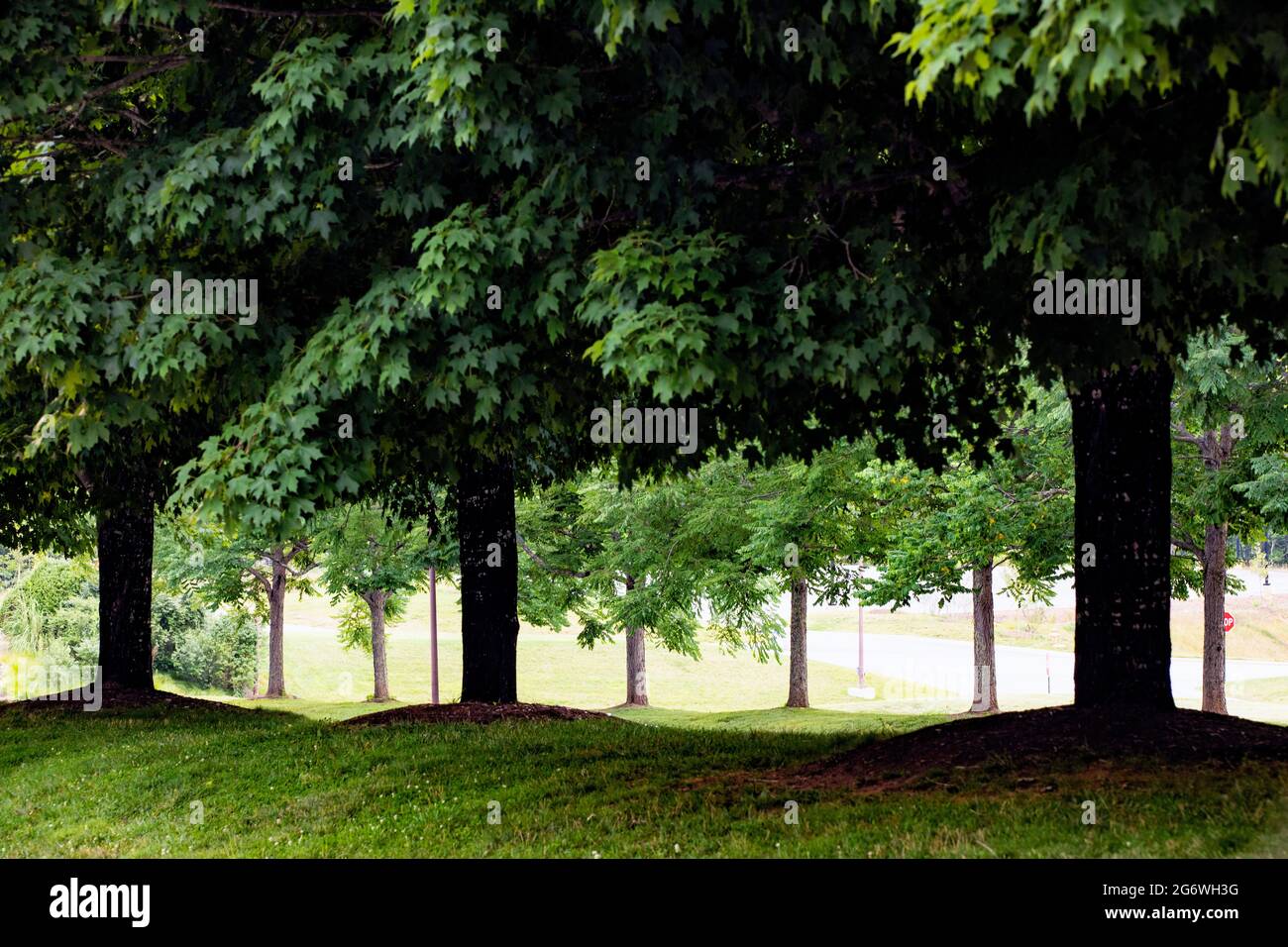 Summertime trees landscape hi-res stock photography and images - Alamy