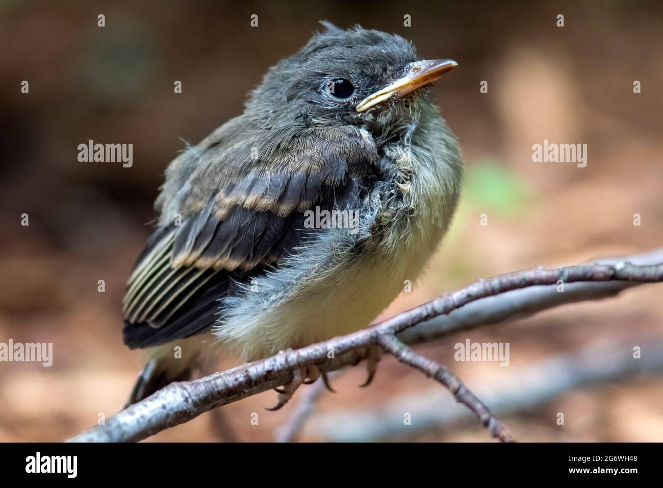Eastern Phoebe