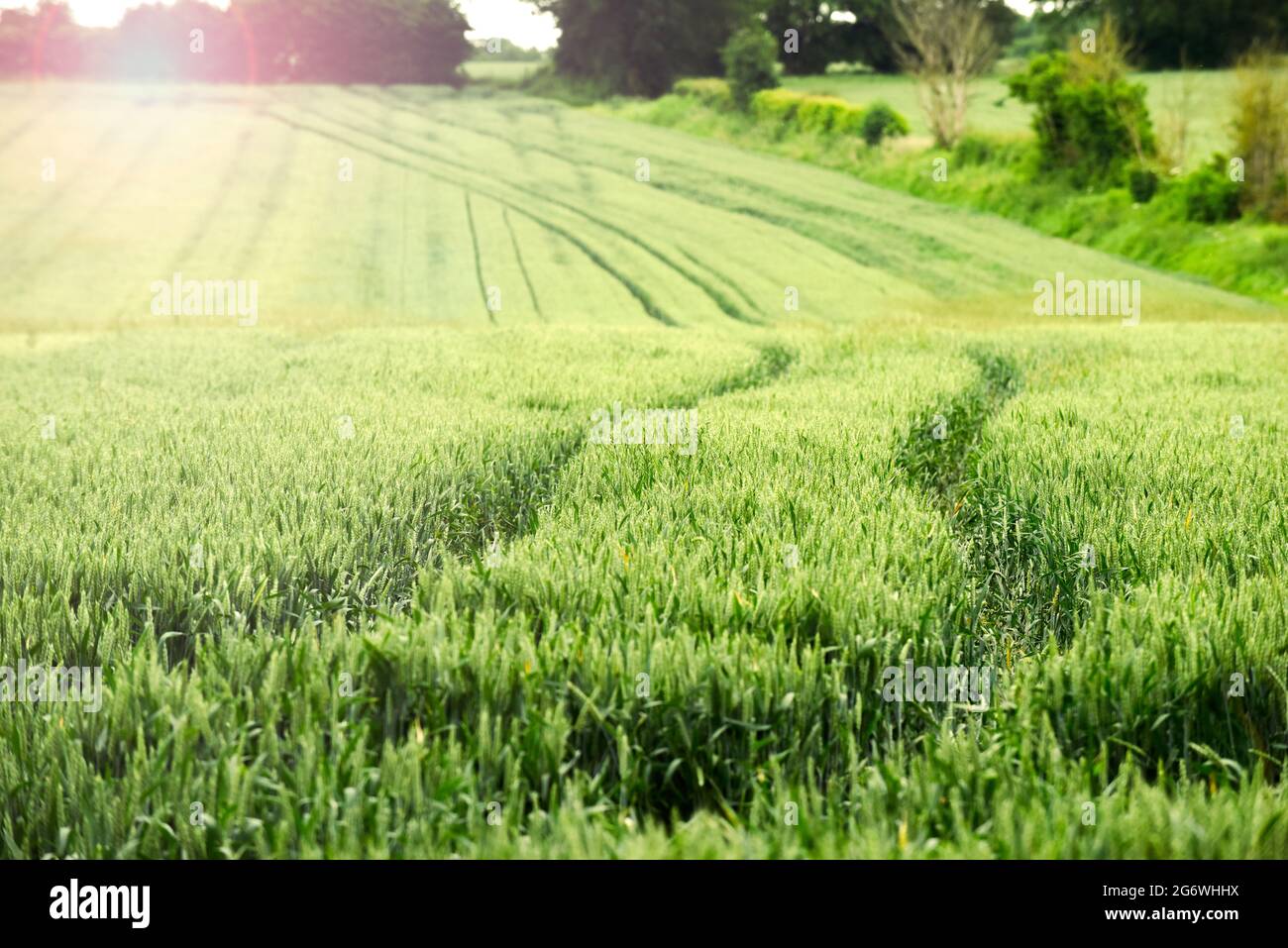 Corn field in sunlight on an agricultural farm growing cereal crop ...