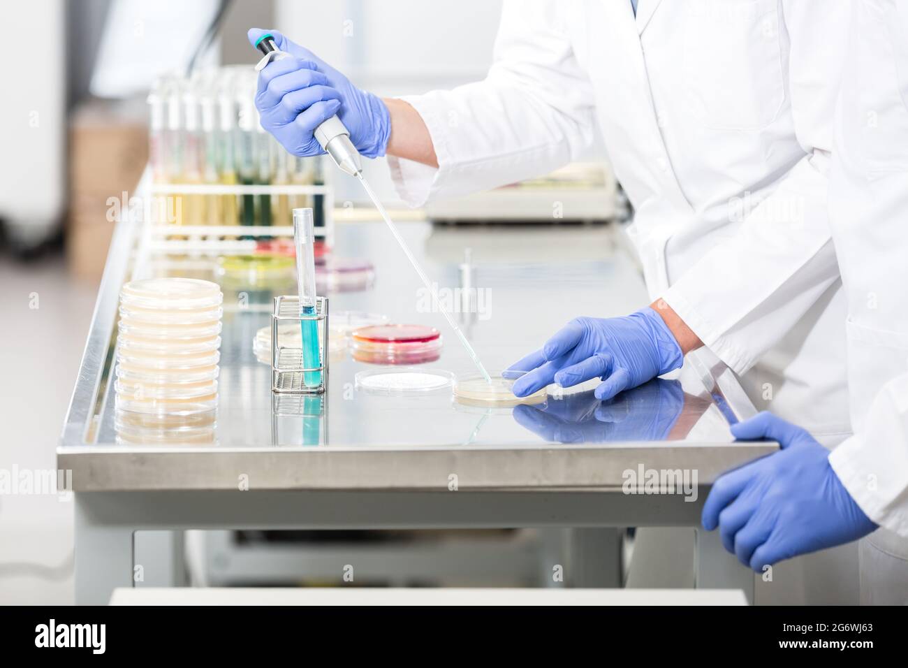 Research operator preparing samples in petri dishes in laboratory Stock ...