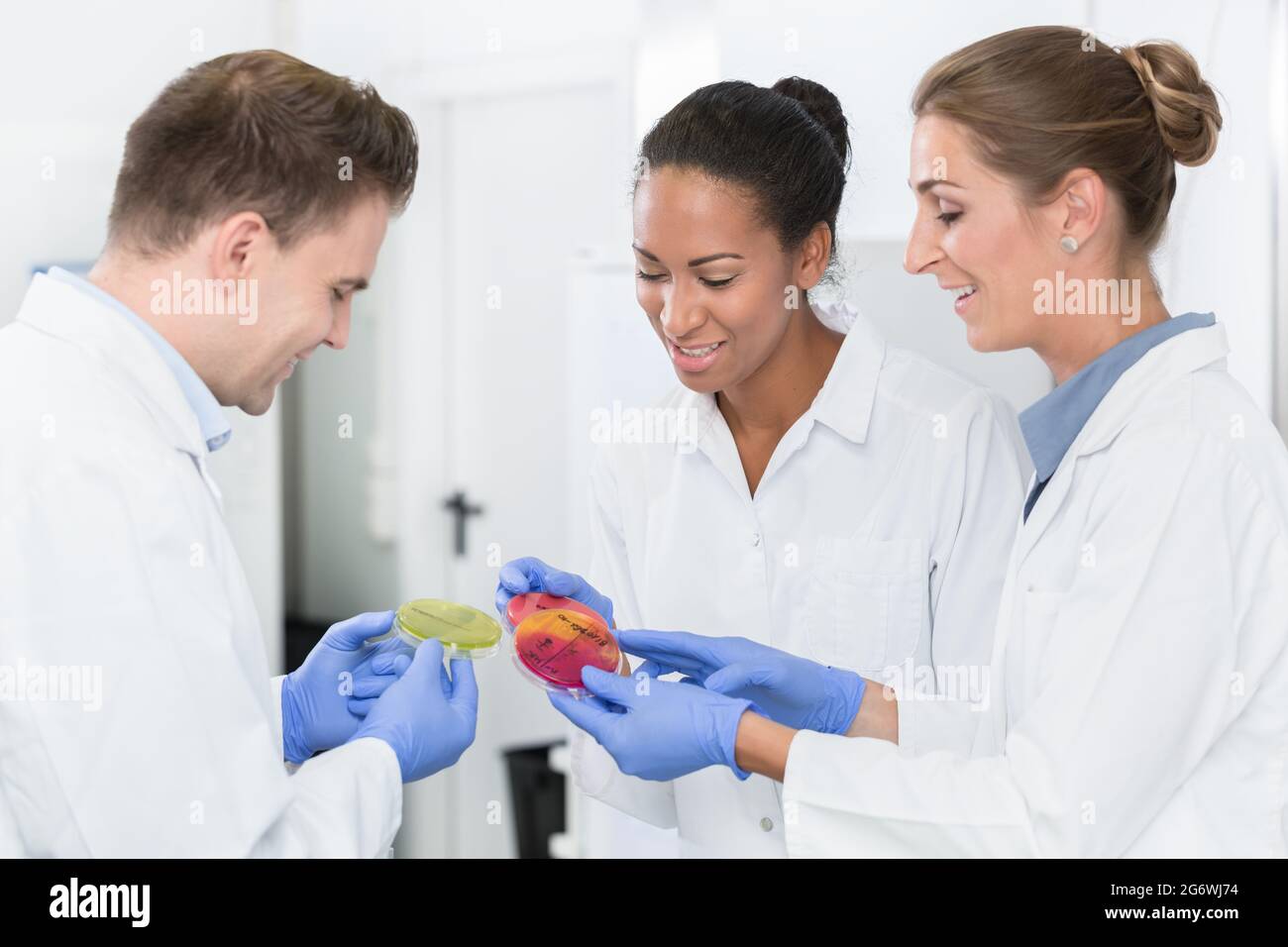 Group of food laboratory researchers comparing bacteria cultures Stock ...