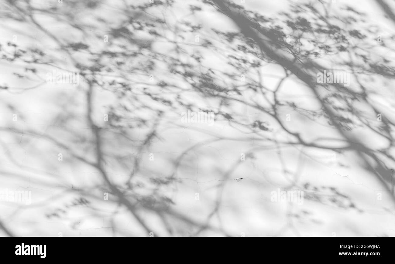 Tree silhouette overlay hi-res stock photography and images - Alamy