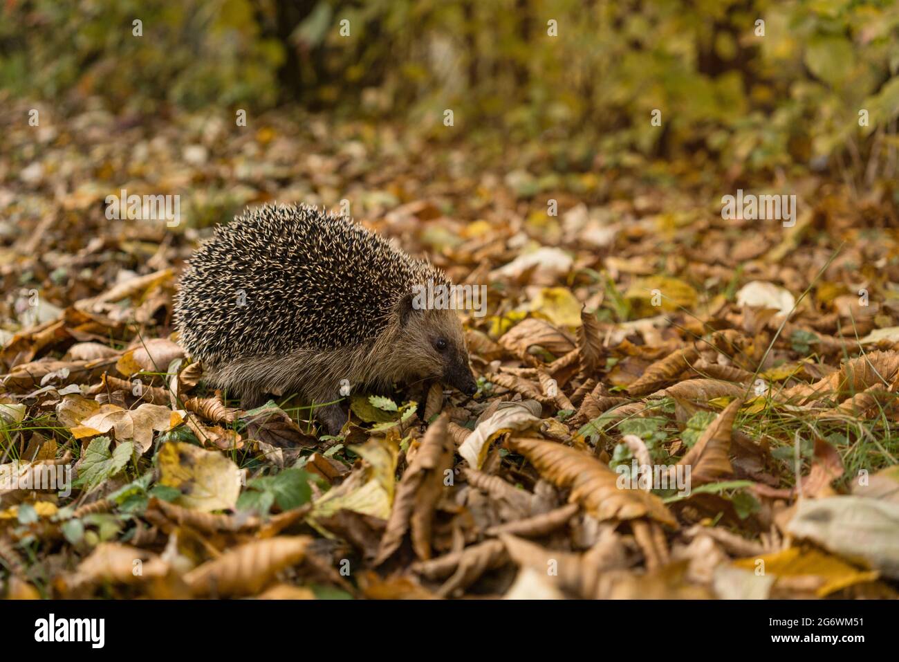 Walking through fall hi-res stock photography and images - Alamy