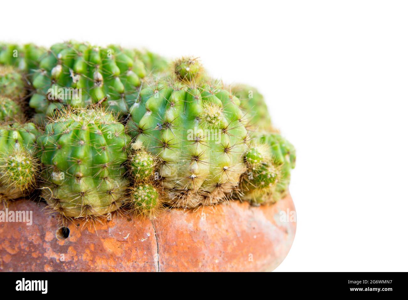 Spiny cactus hi-res stock photography and images - Alamy