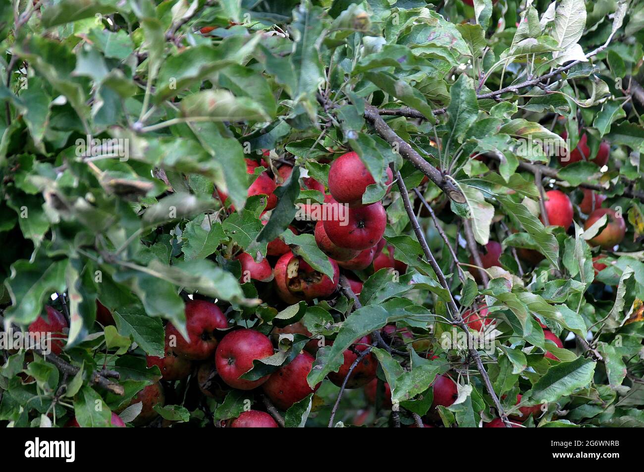 BUCKLEY/WASHINGTON//USA / 05.October 2019 / Red apple tree in home yard ...