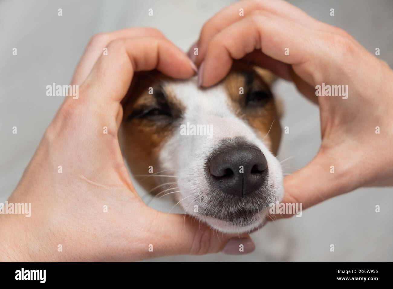 Jack russell terrier dog muzzle and female hands in the shape of a ...
