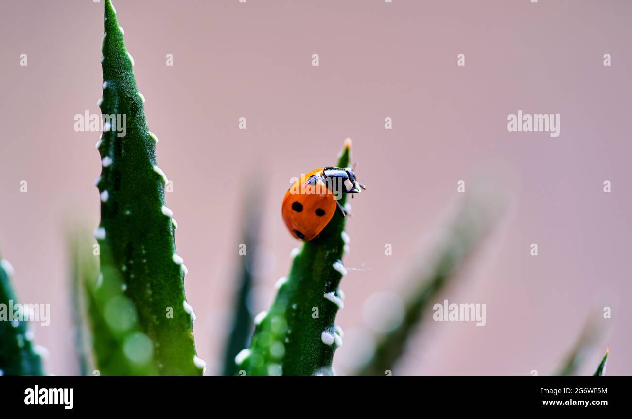Ladybird on leaf hi-res stock photography and images - Alamy