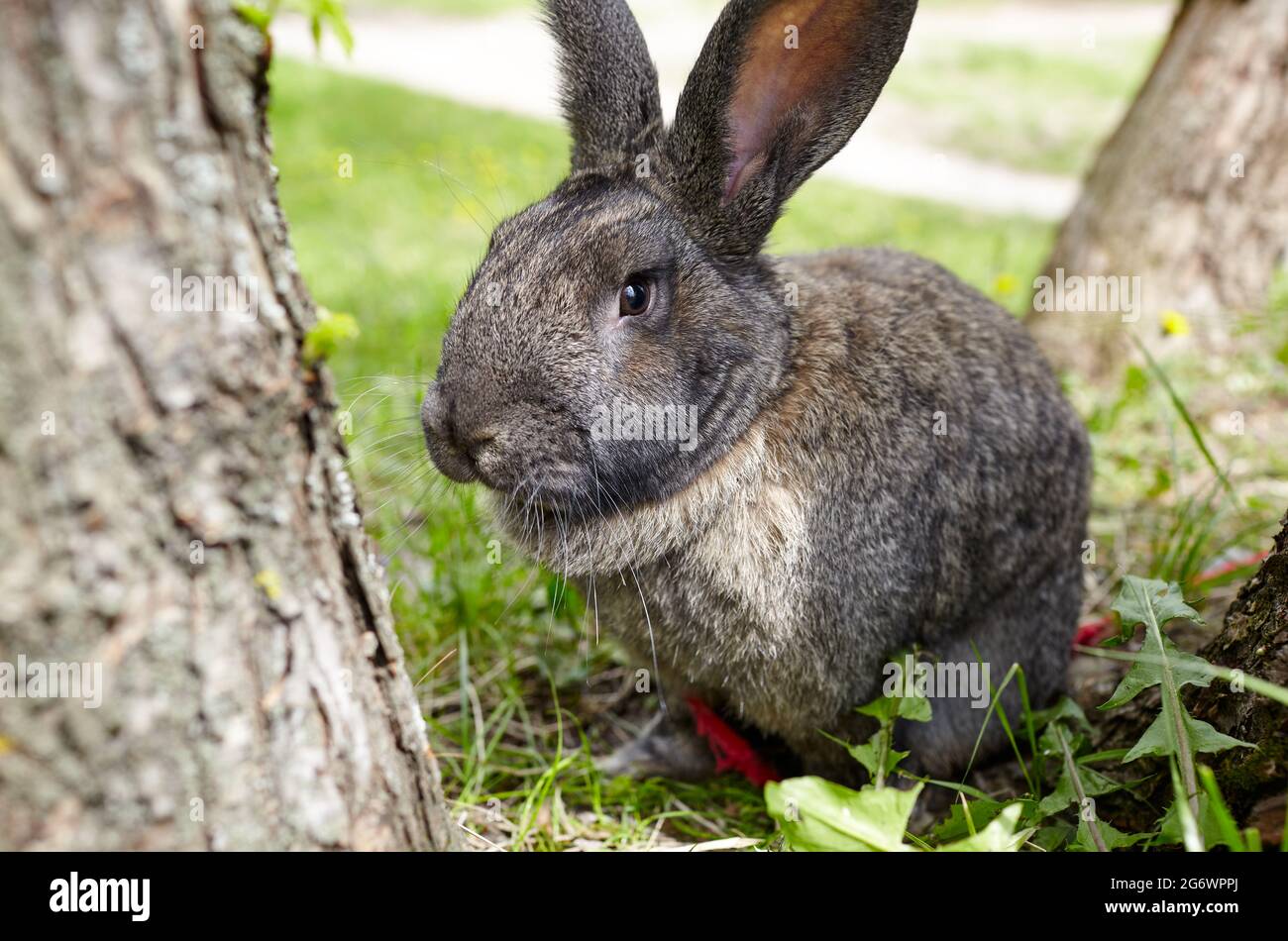 Big rabbit in forest. Lovely and lively bunny in nature Stock Photo - Alamy