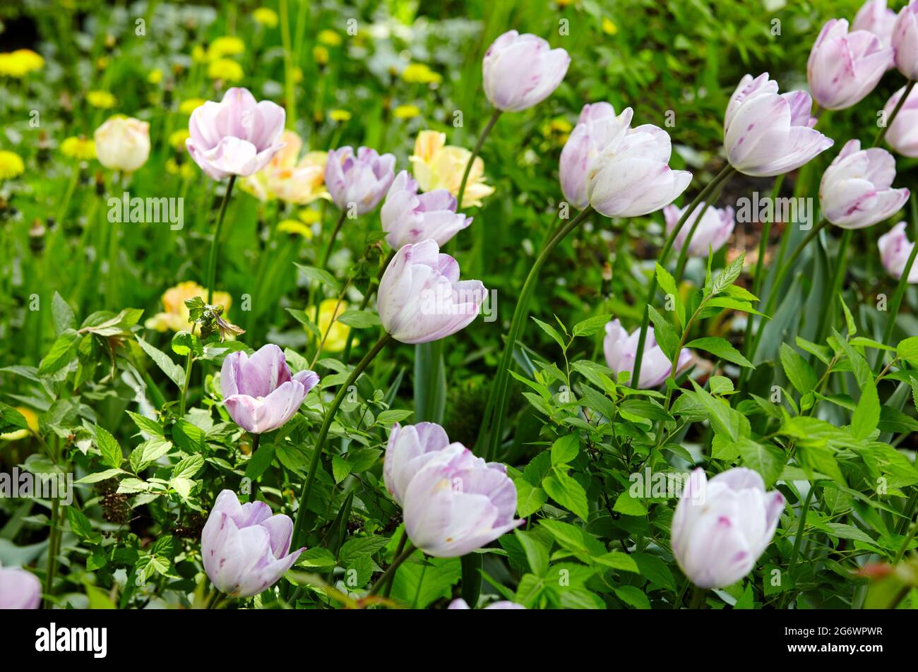 Beautiful tulip flowers blooming in a garden. Beauty tulip plant in the ...