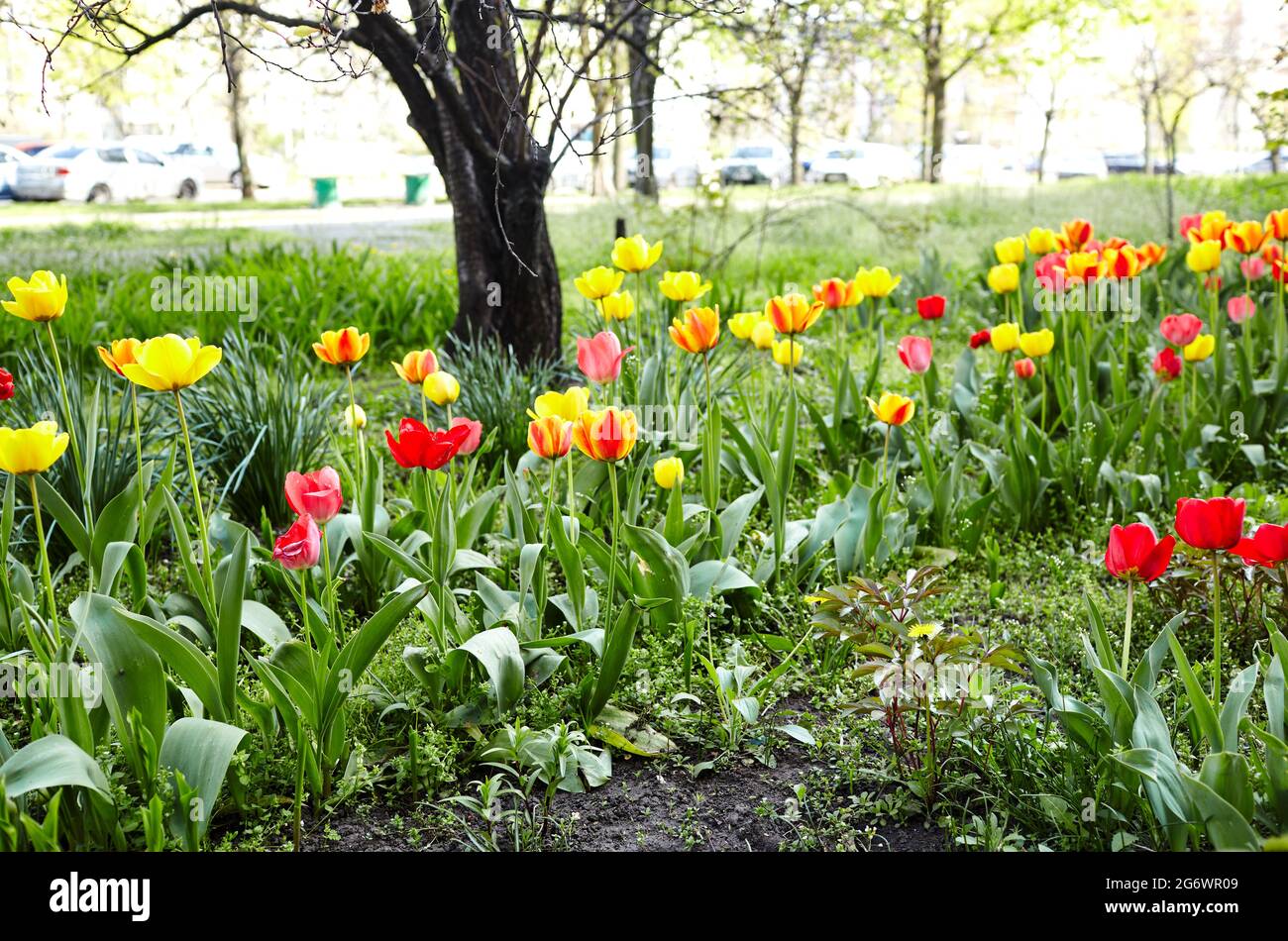 Beautiful tulip flowers blooming in a garden. Beauty tulip plant in the ...