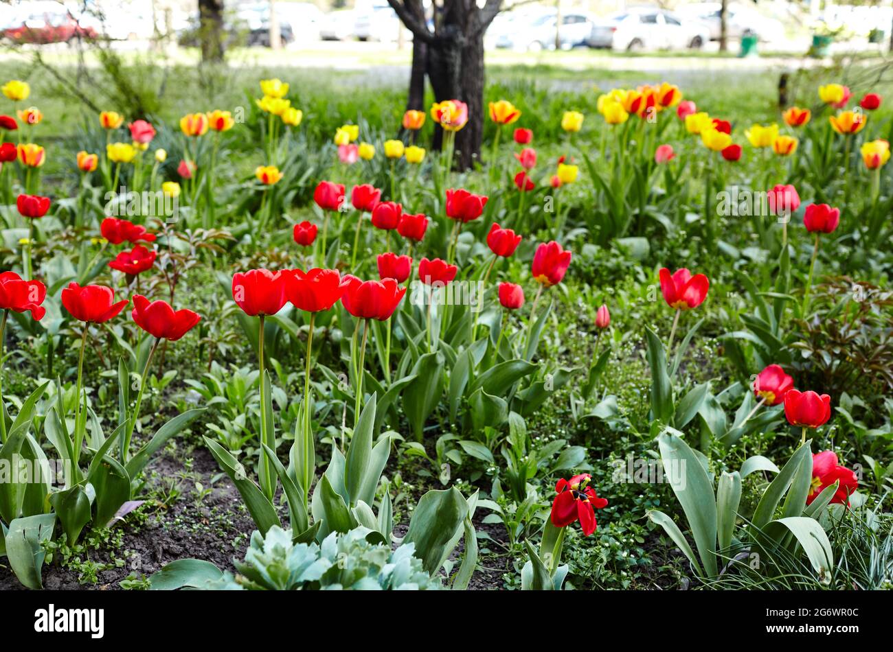 Beautiful tulip flowers blooming in a garden. Beauty tulip plant in the ...