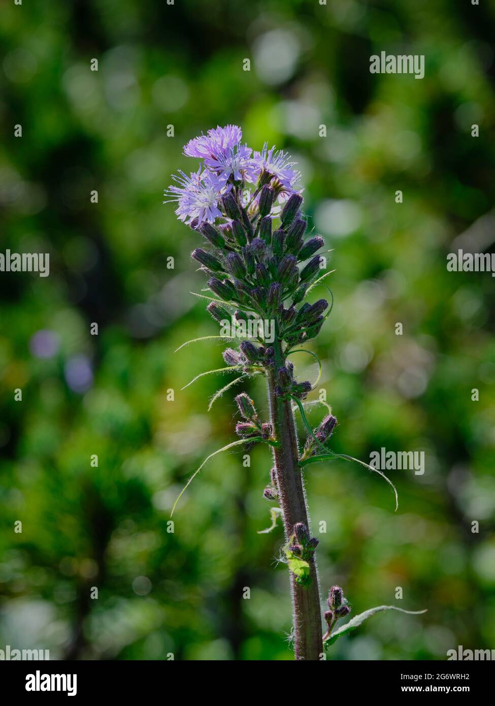 Violet flower in nature hi-res stock photography and images - Alamy