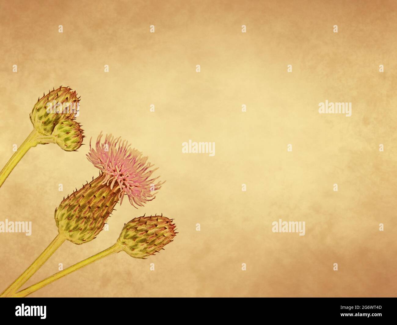 Creeping thistle pink flower on old paper background Stock Photo - Alamy