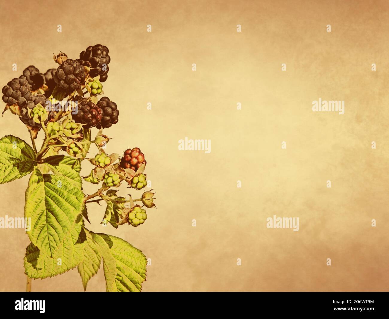 European dewberry on old paper background Stock Photo - Alamy