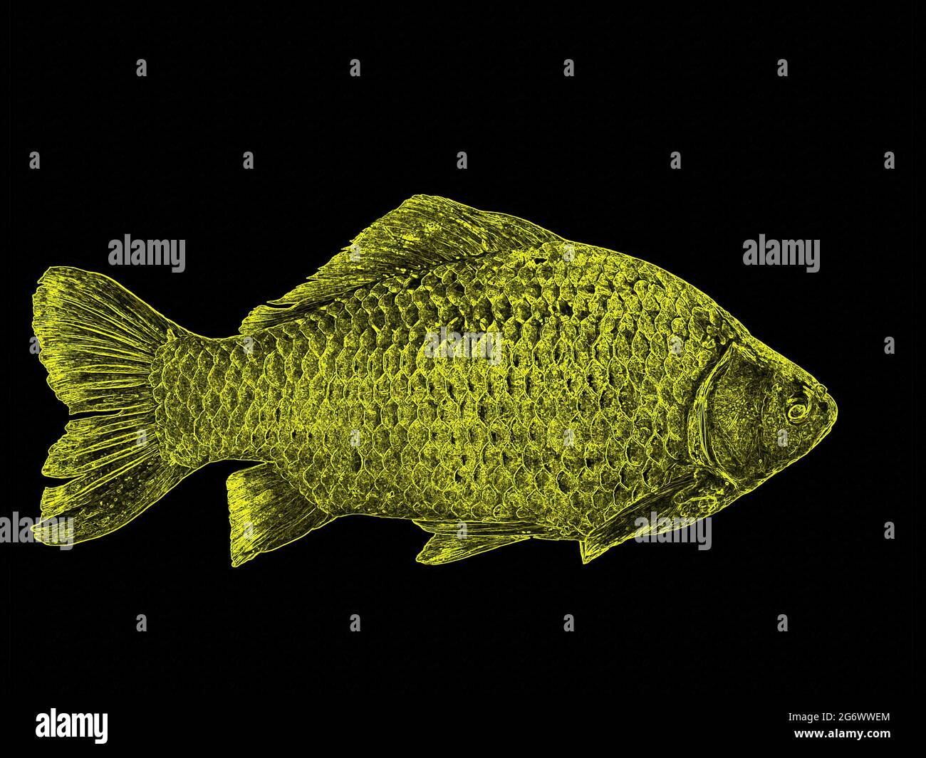 Illustration of a carp fish flashing in yellow on a black background ...