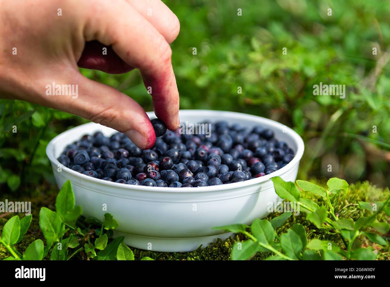 Man hand holding blueberry hi-res stock photography and images - Alamy