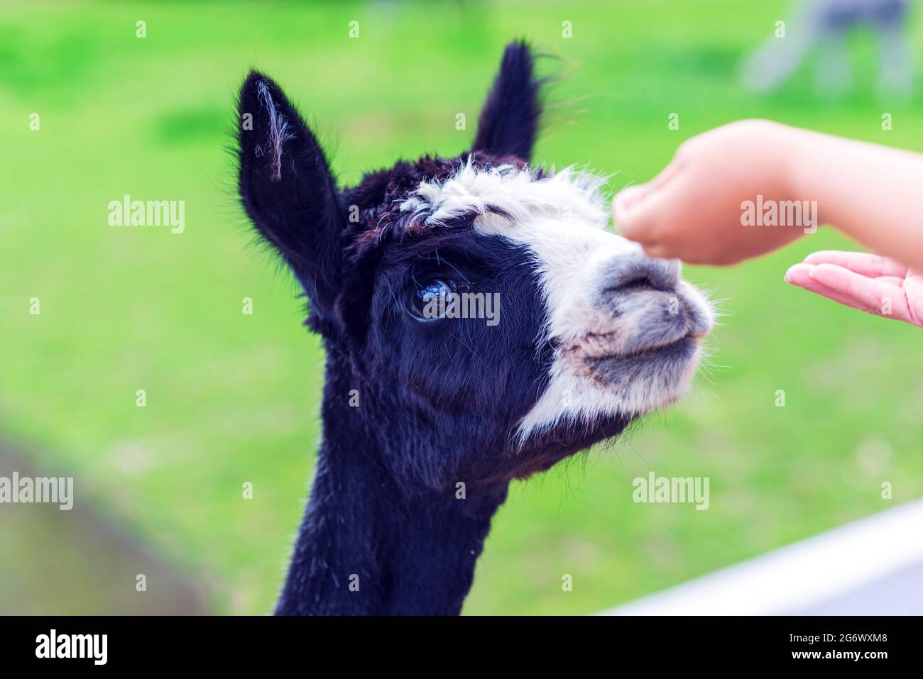 Boy hand feeding an alpaca at a farm zoo in a summer day.kid feeding ...
