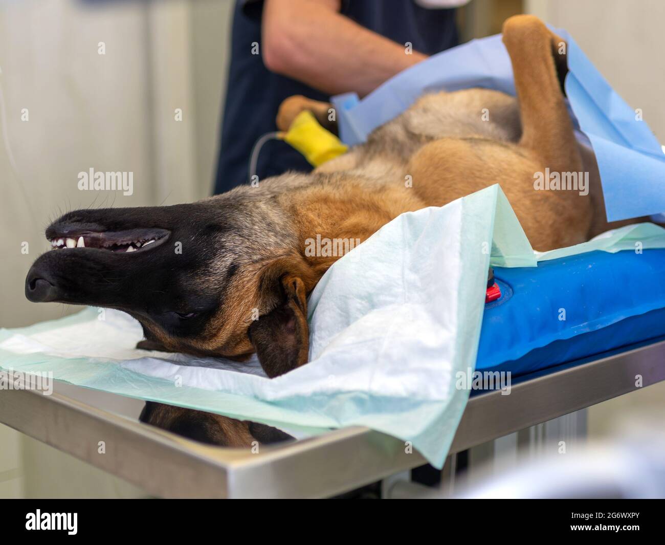 Dog under anesthesia during the surgery in a vet clinic.German shepherd ...