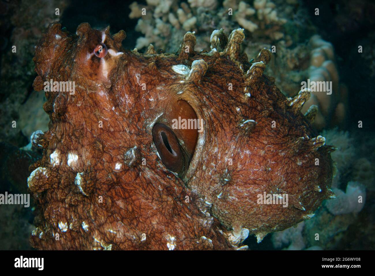 Underwater world of The Red Sea. Portrait of Octopus cyanea and coral ...