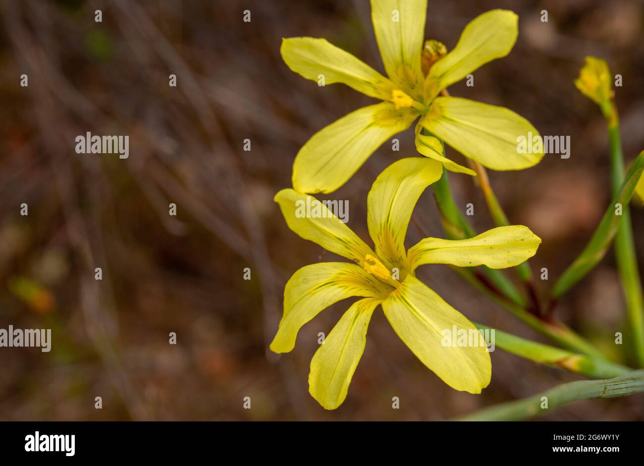 South african bulb hi-res stock photography and images - Alamy
