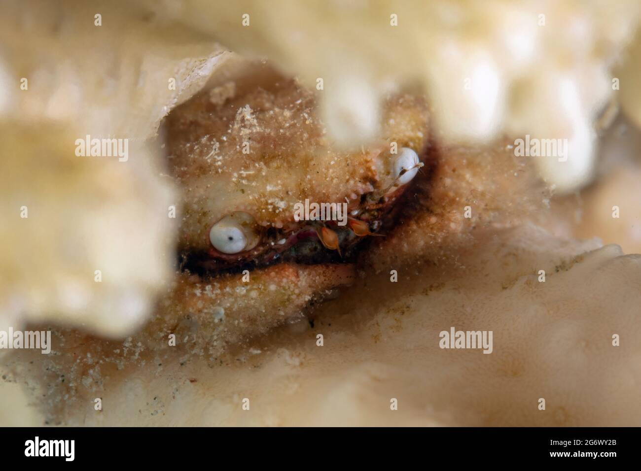 Furry crab hi-res stock photography and images - Alamy