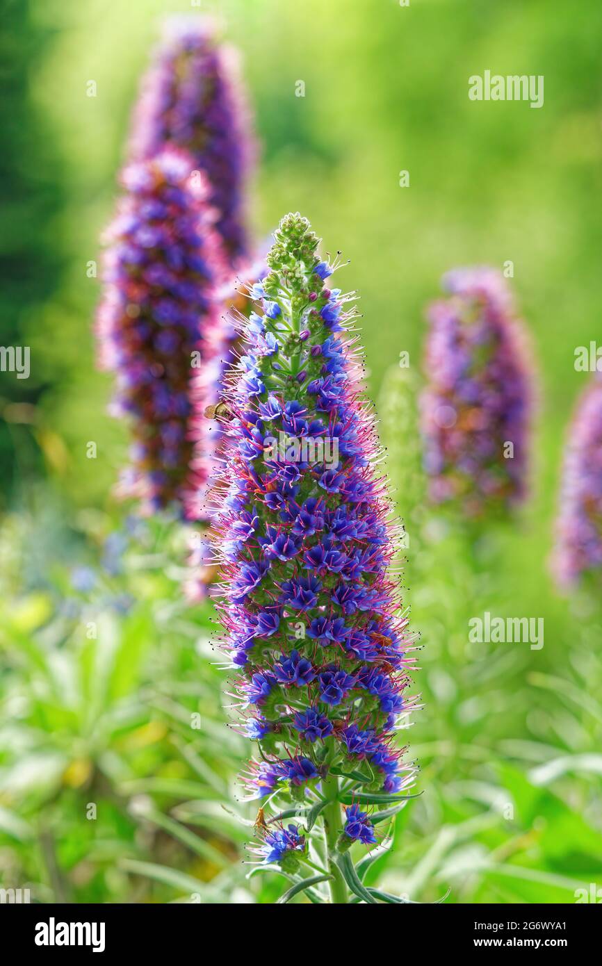 Evergreen Shrub Blue Flower High Resolution Stock Photography and ...