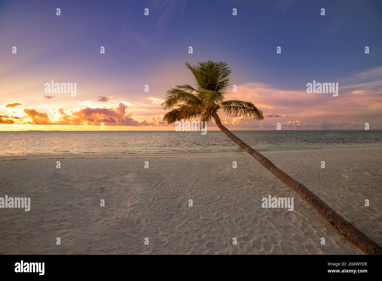 Long palm tree over soft sandy beach with seascape under sunset sky ...