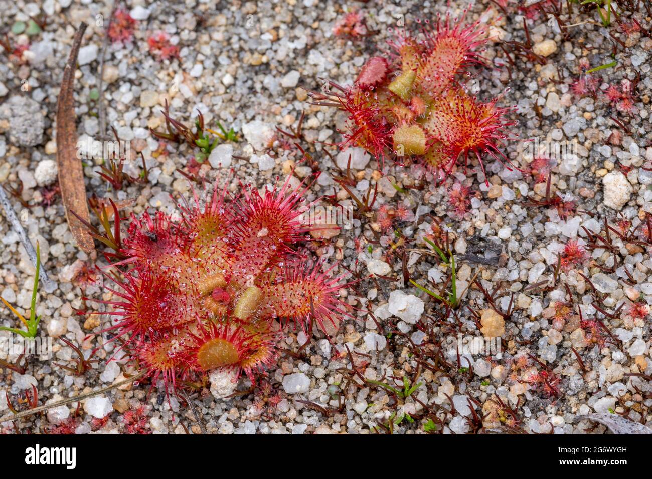 Carnivorous plants: Drosera trinervia in natural habitat on the ...