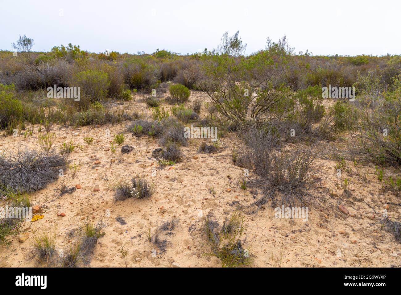 Landscape north of Nieuwoudtville in the Northern Cape of South Africa ...