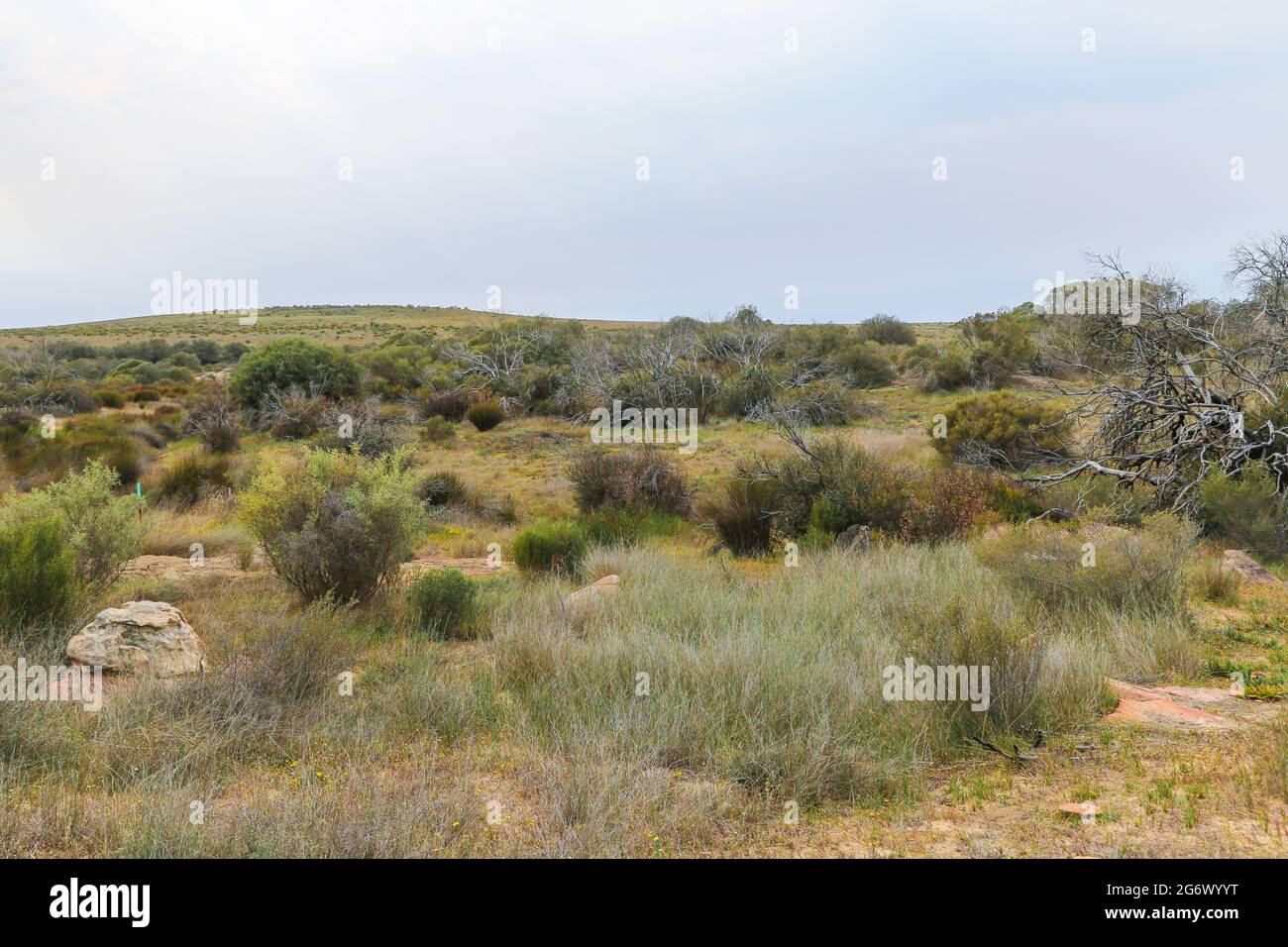Dry vegetation north of Nieuwoudtville in the Northern Cape of South ...