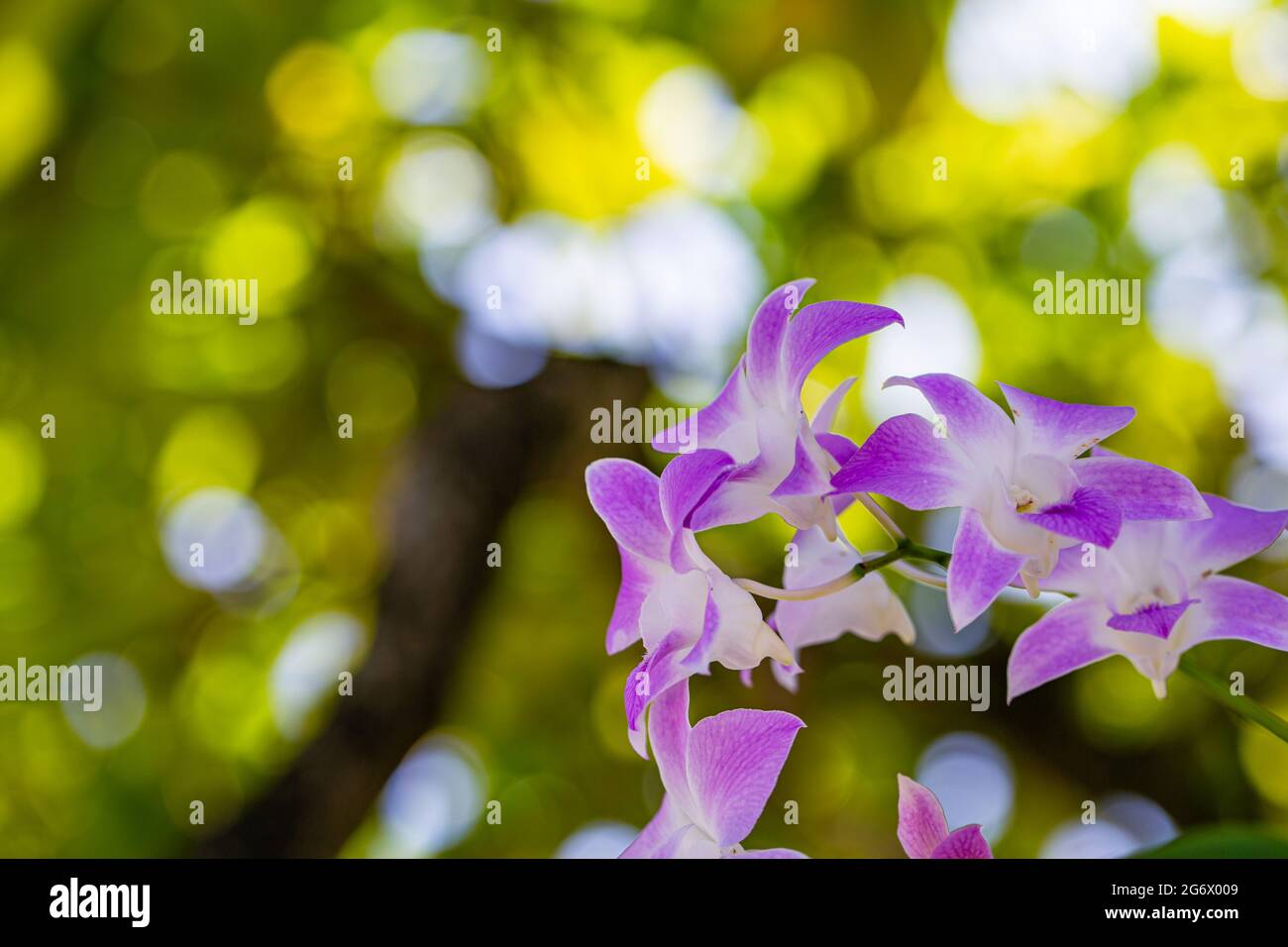 Fiji flower hi-res stock photography and images - Alamy