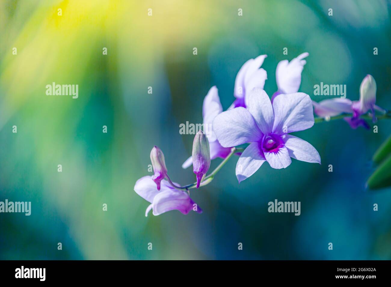 Fiji flower hi-res stock photography and images - Alamy