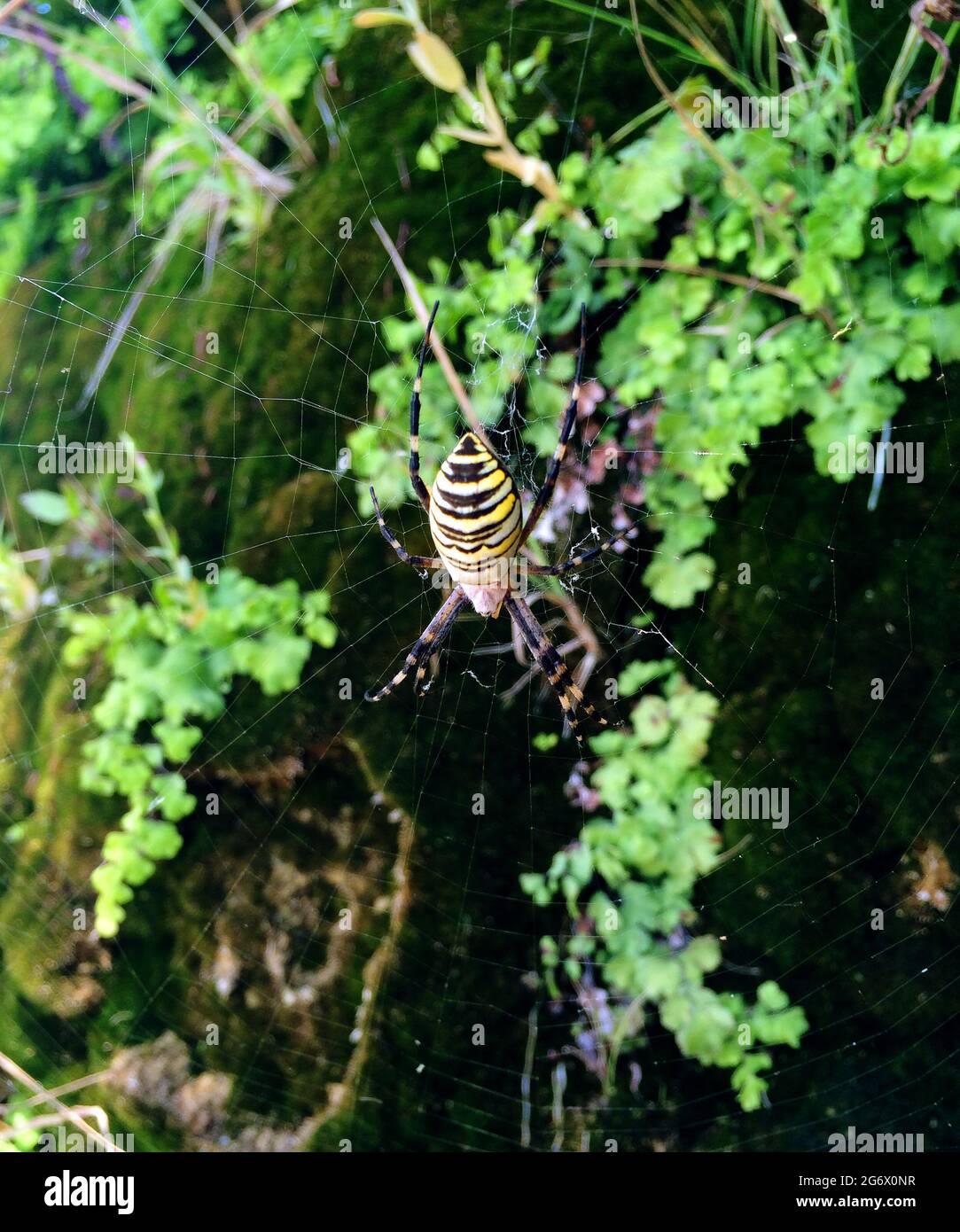 Agriope spider sitting on the web in the forest. Macro insect photo ...