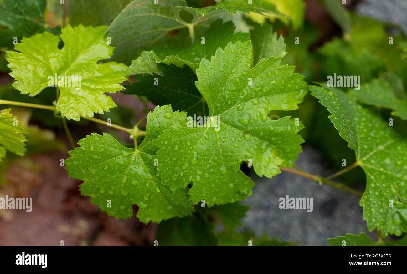 White grape vine hi-res stock photography and images - Alamy
