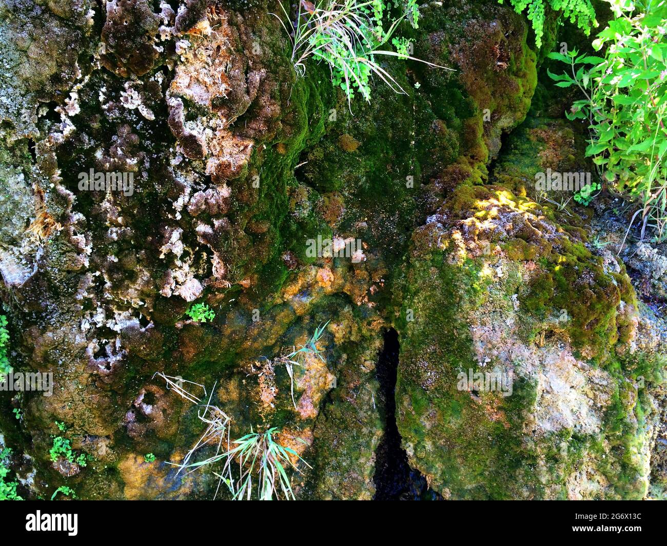 Background with moss or mold on the mountain rock. Green nature ...