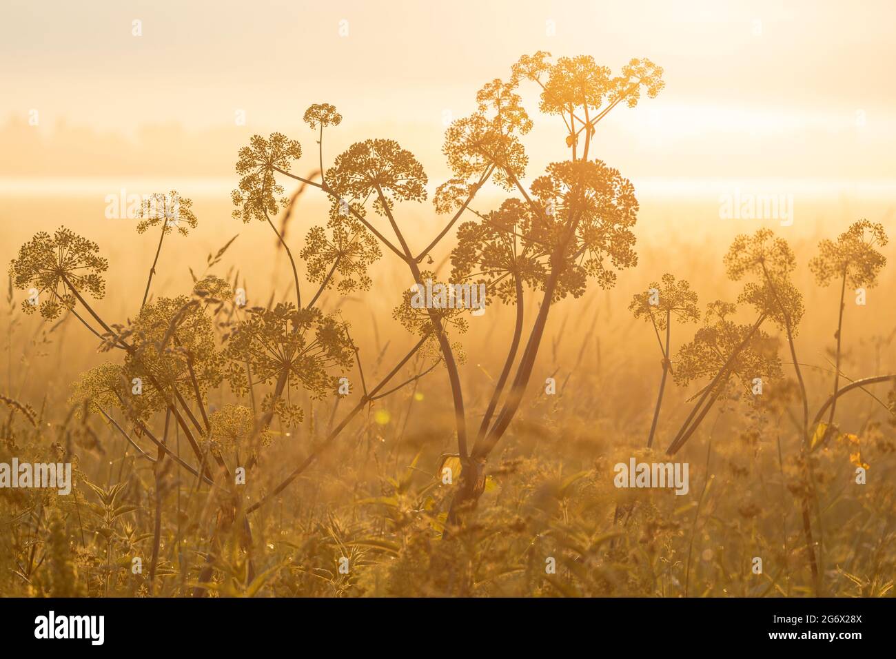 Umbellate hi-res stock photography and images - Alamy