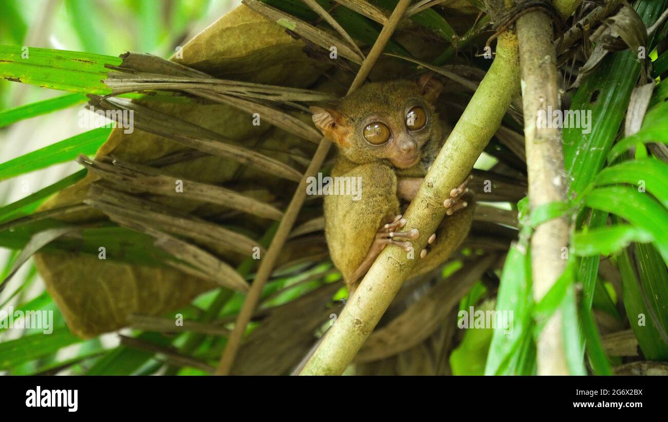 Tarsier monkey in natural environment. Bohol, Philippines Stock Photo ...